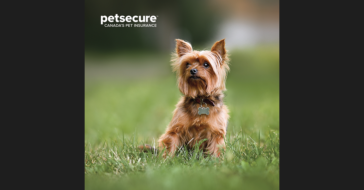 Be prepared for anything: Petsecure’s pet emergency checklist ...