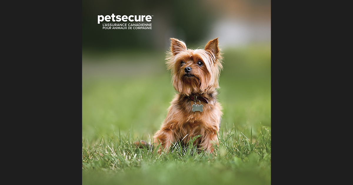 Soyez prêts à tout : Liste de contrôle en cas d’urgence vétérinaire de ...